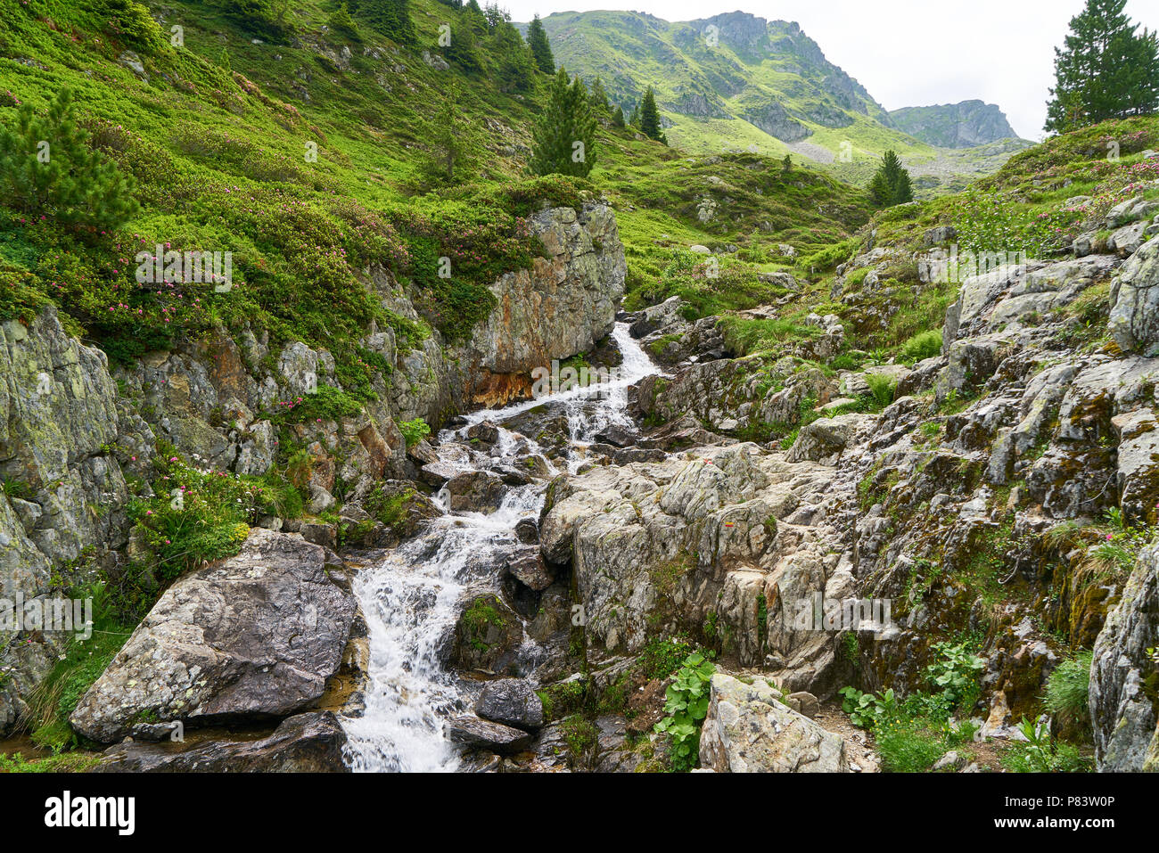 Small alpine stream flowing in hi-res stock photography and images - Alamy