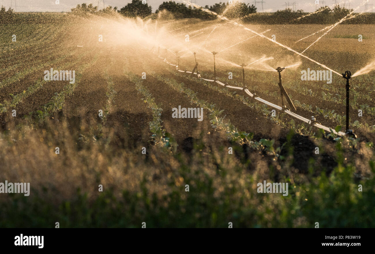 Irrigation system watering a crop of soy beans at field Stock Photo - Alamy