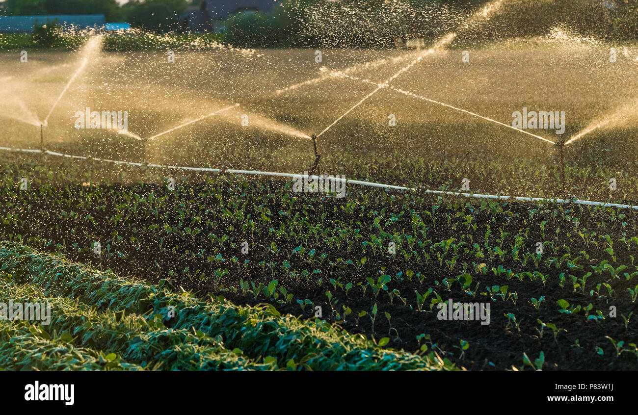Irrigation soybean soy hi-res stock photography and images - Alamy
