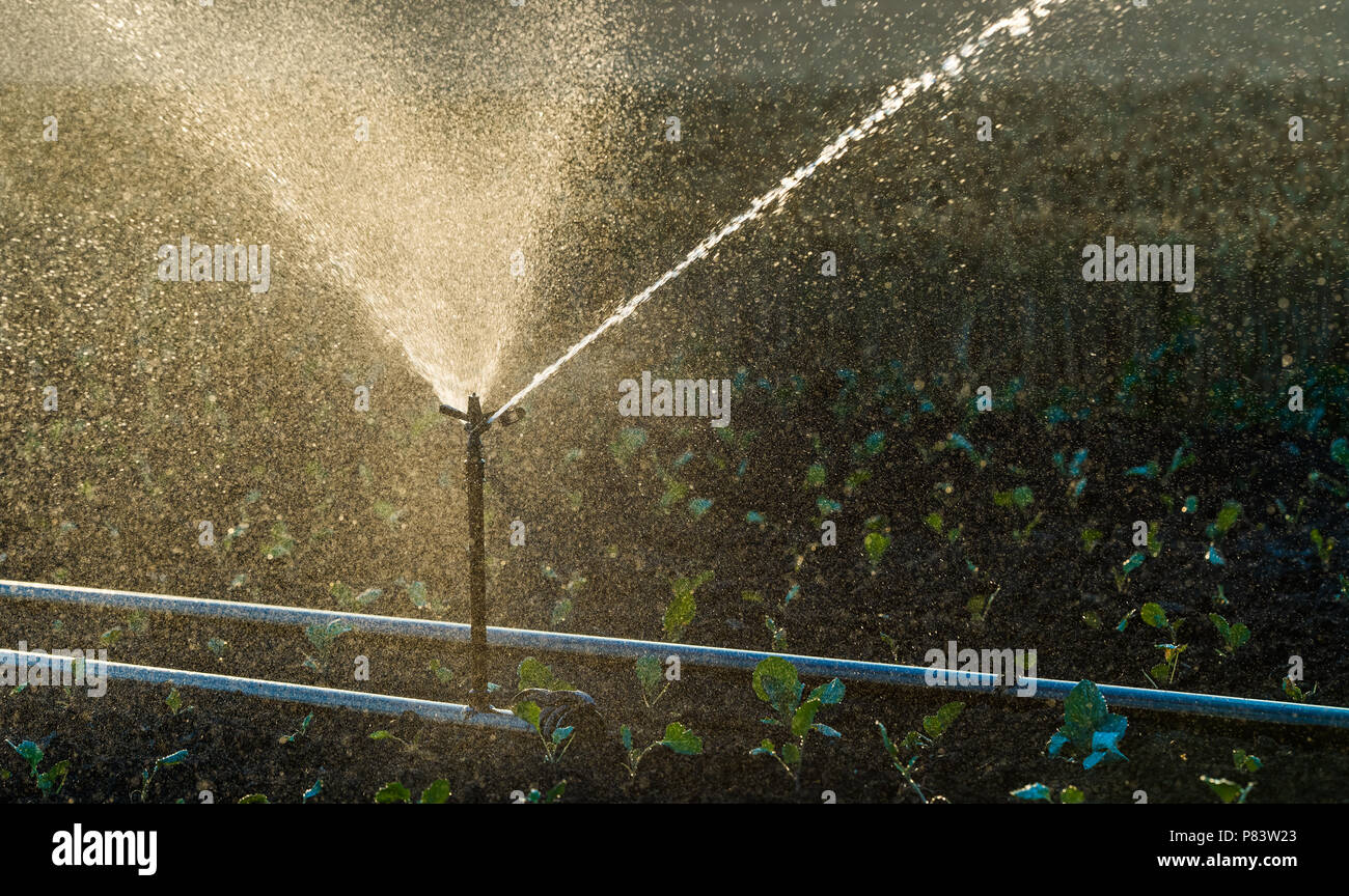 Irrigation system watering a crop of soy beans at field Stock Photo - Alamy