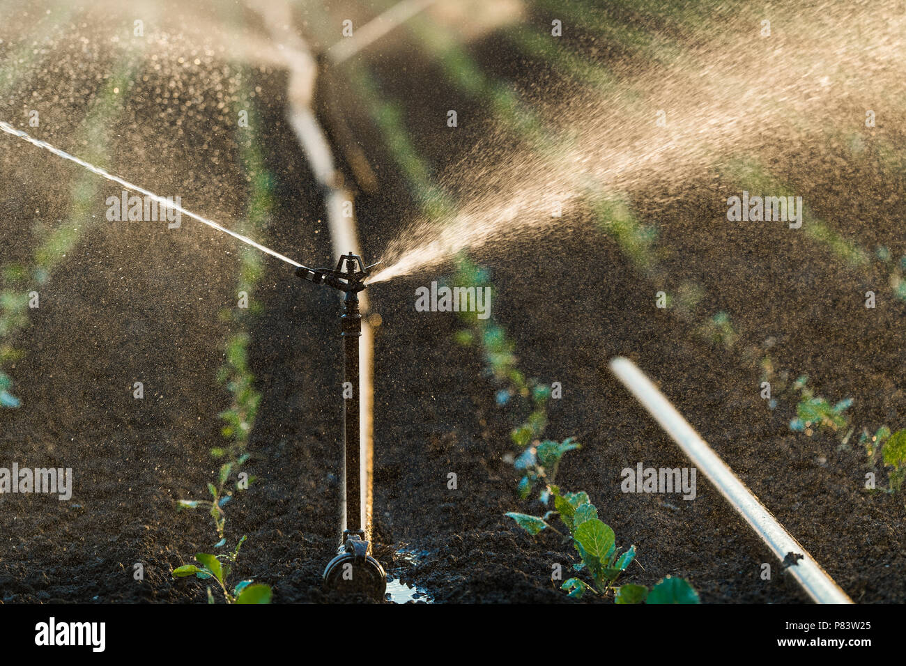 Irrigation system watering a crop of soy beans at field Stock Photo - Alamy