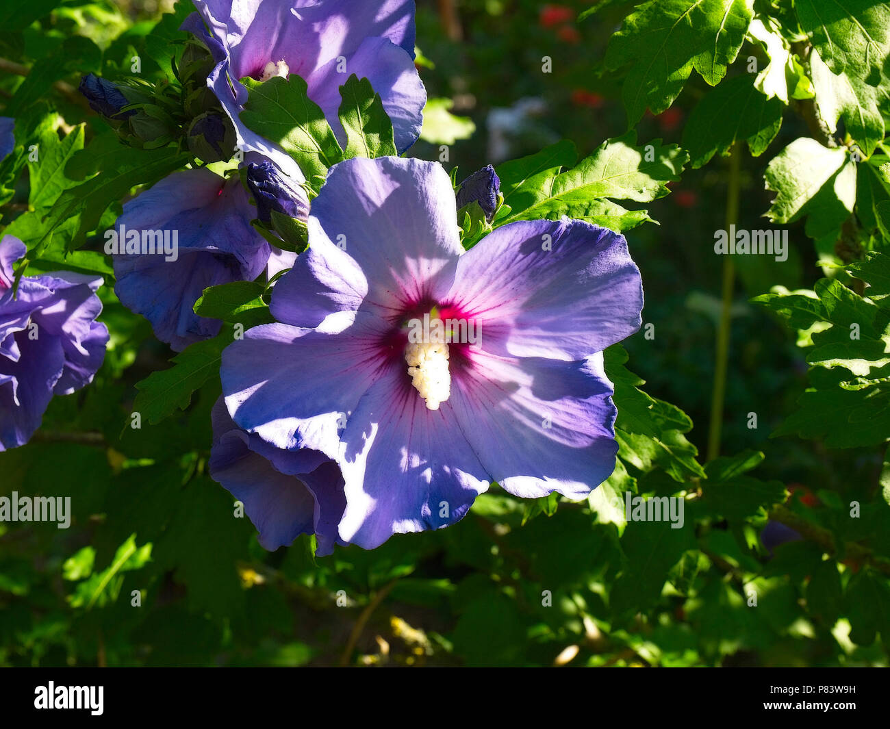 Blue hibiscus blossom Stock Photo - Alamy