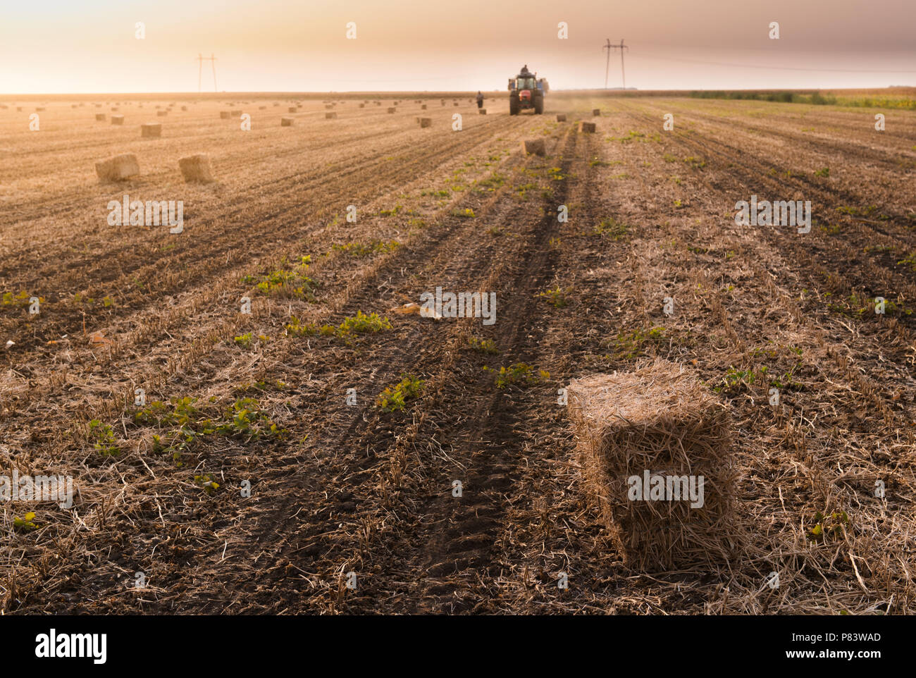 Farmer Throwing Hay Bale High Resolution Stock Photography and Images ...