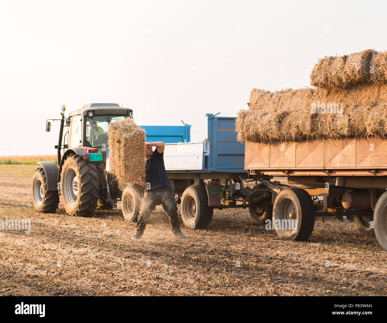 Farmer Throwing Hay Bale High Resolution Stock Photography and Images ...