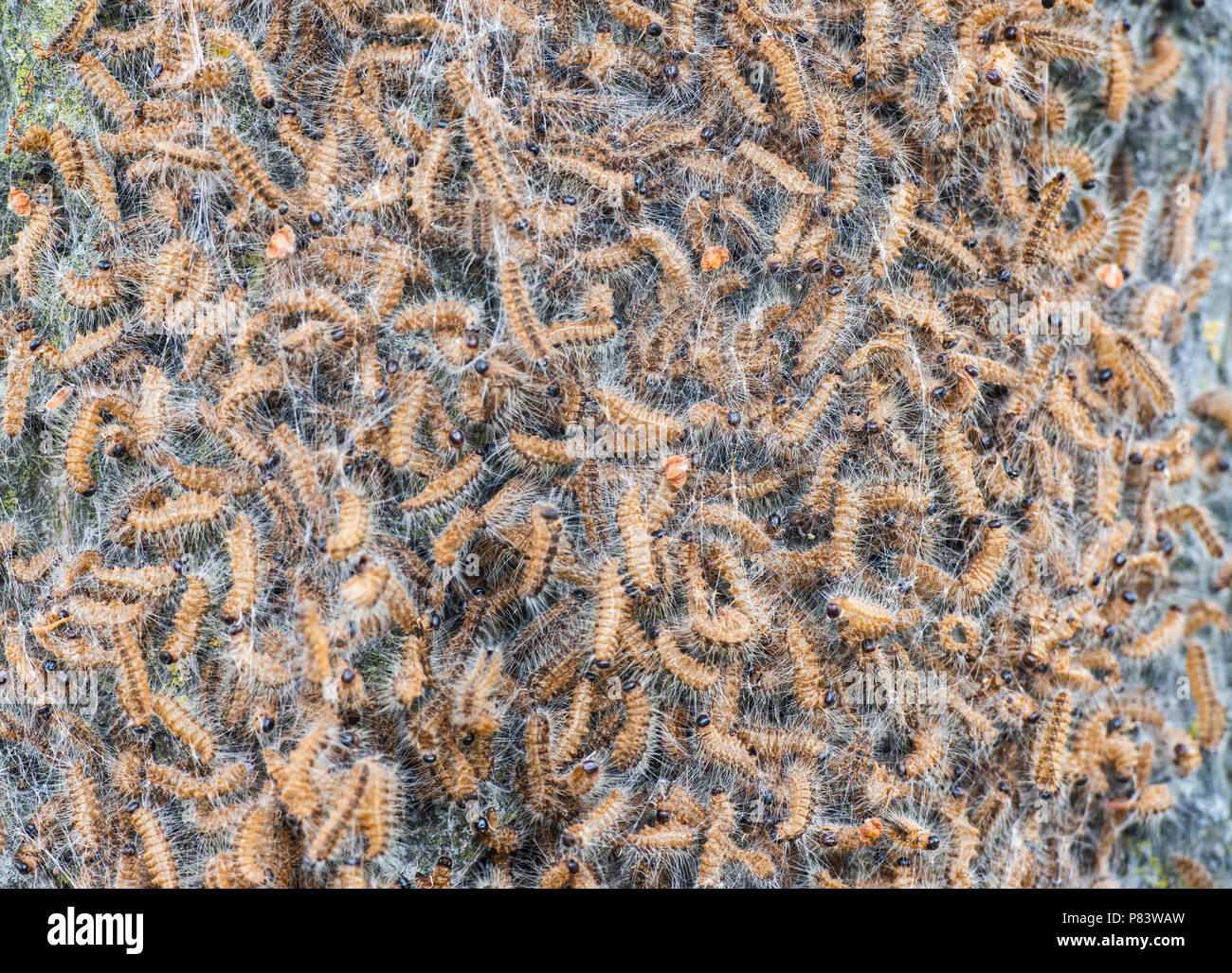 Many dead oak processionary in a nest on a oak tree after chemical ...