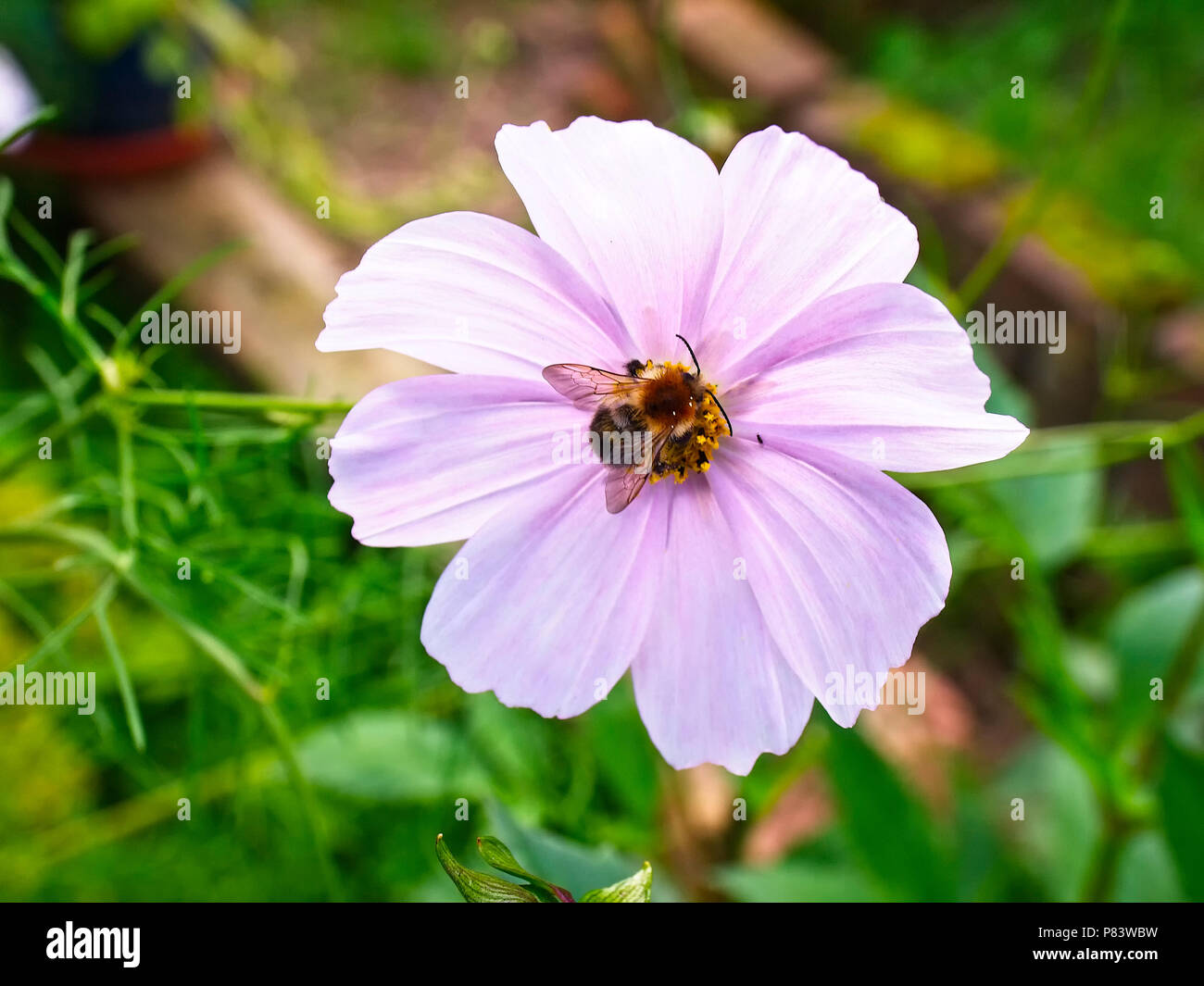 Blue cosmos blossom Stock Photo - Alamy