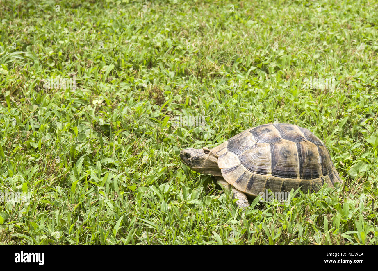Turtle eating and walking on green grass Stock Photo - Alamy