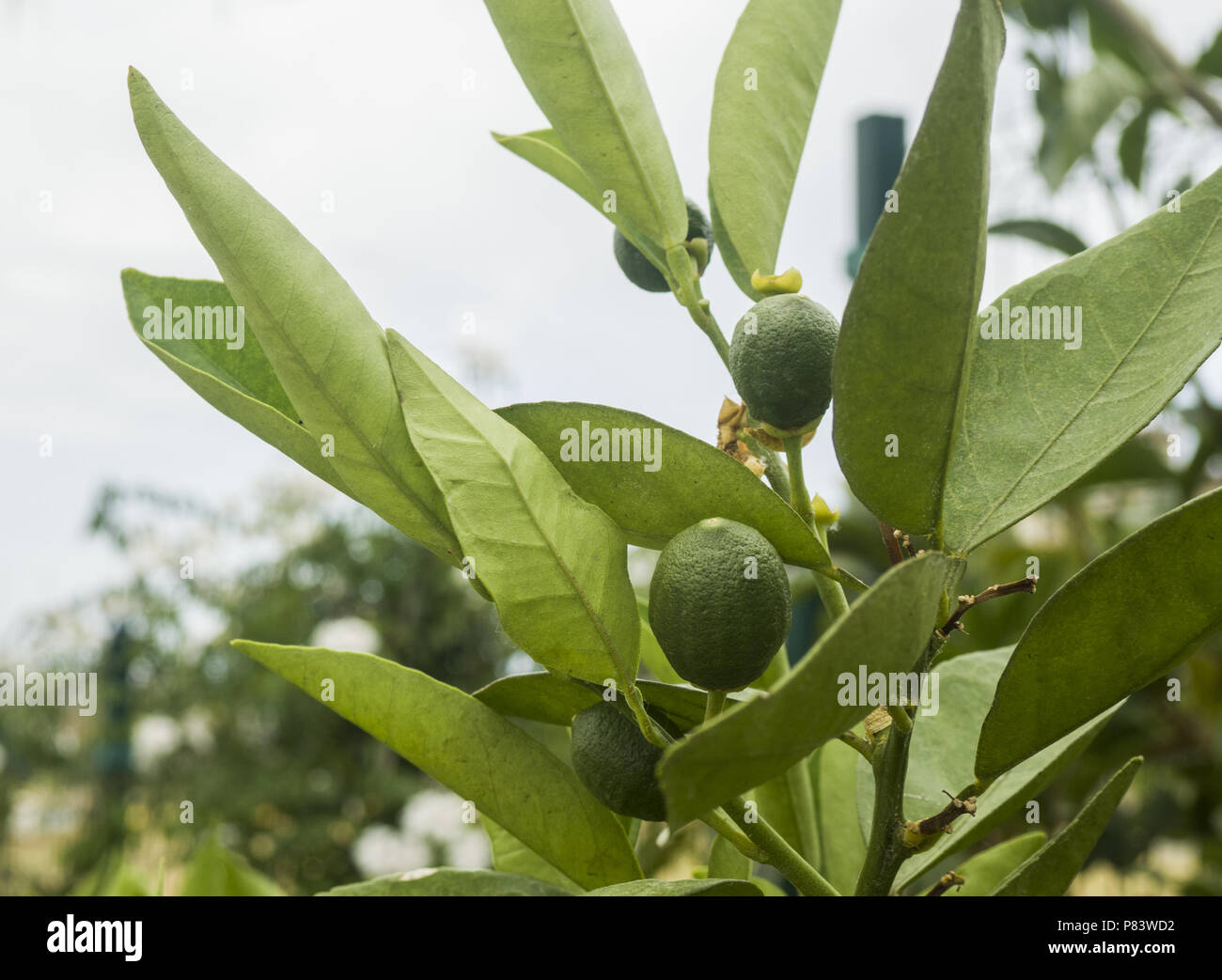 Flores flora hi-res stock photography and images - Alamy