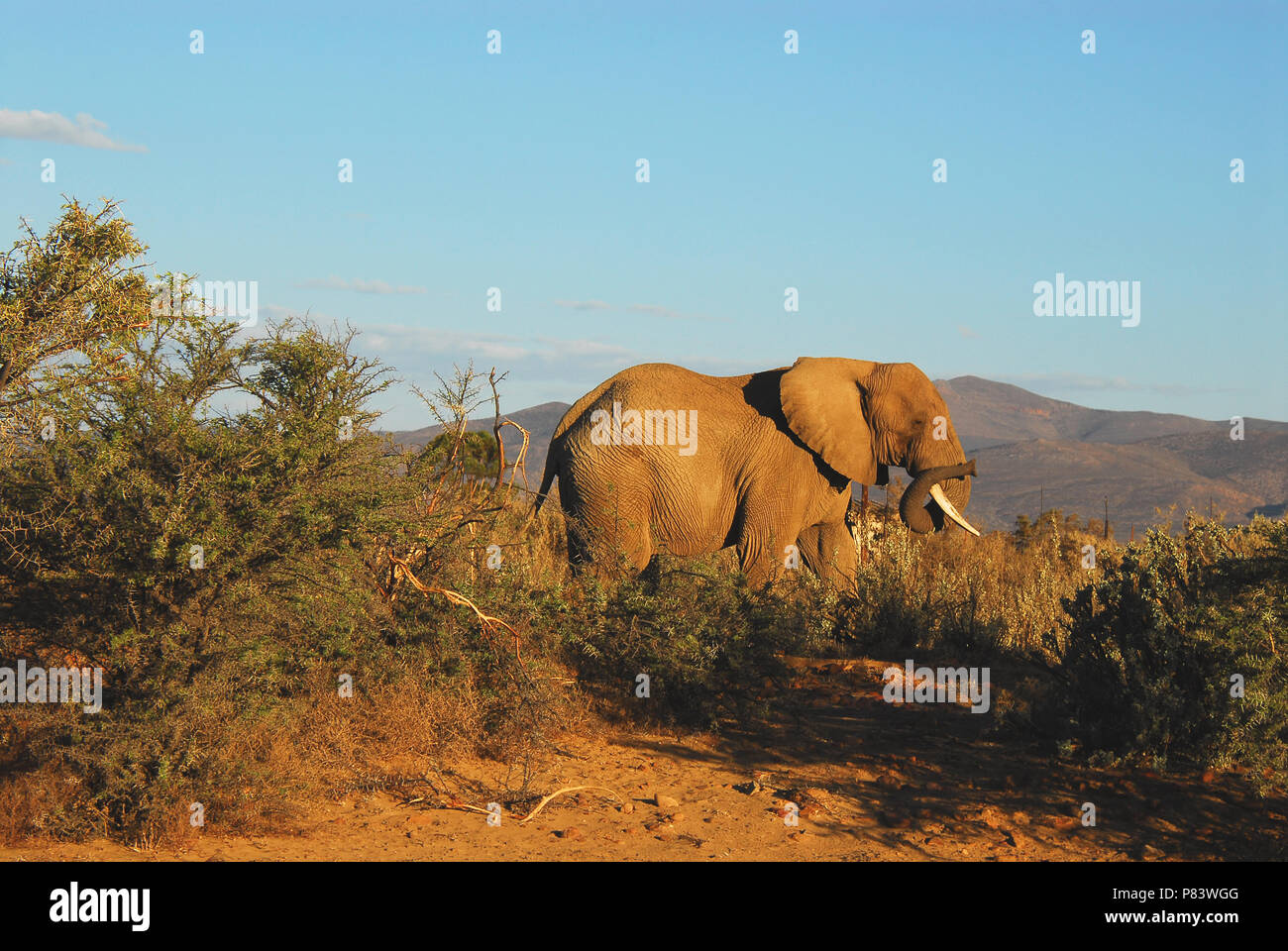Elephant with curled trunk hi-res stock photography and images - Alamy