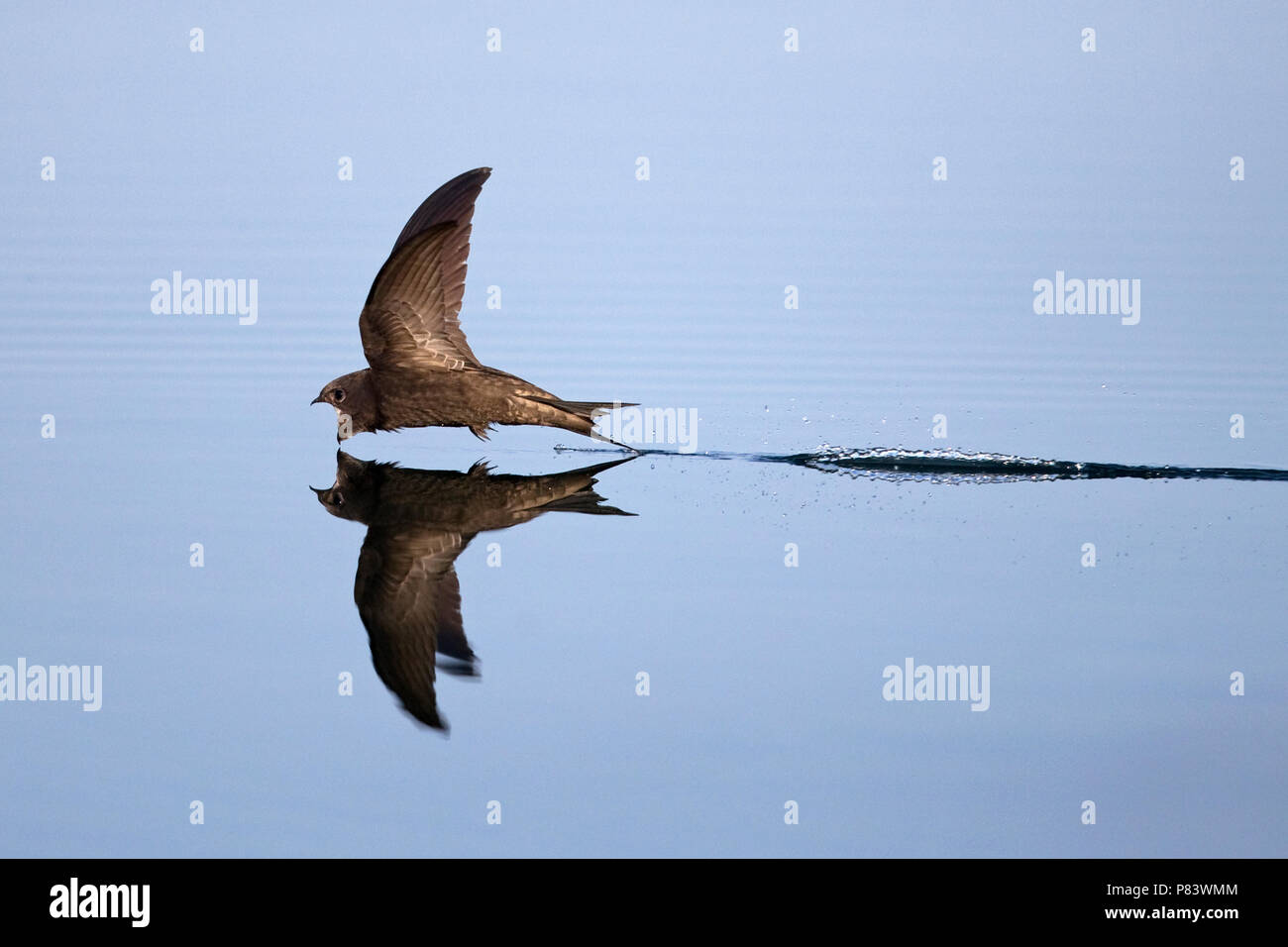 Common Swift (Apus apus Stock Photo - Alamy