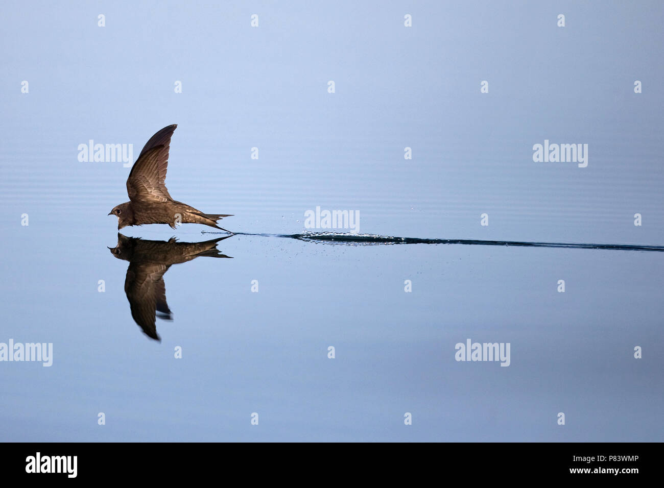 Swift birds hi-res stock photography and images - Alamy