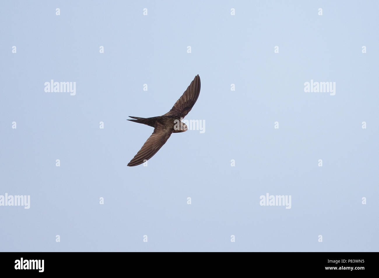 Swift birds hi-res stock photography and images - Alamy