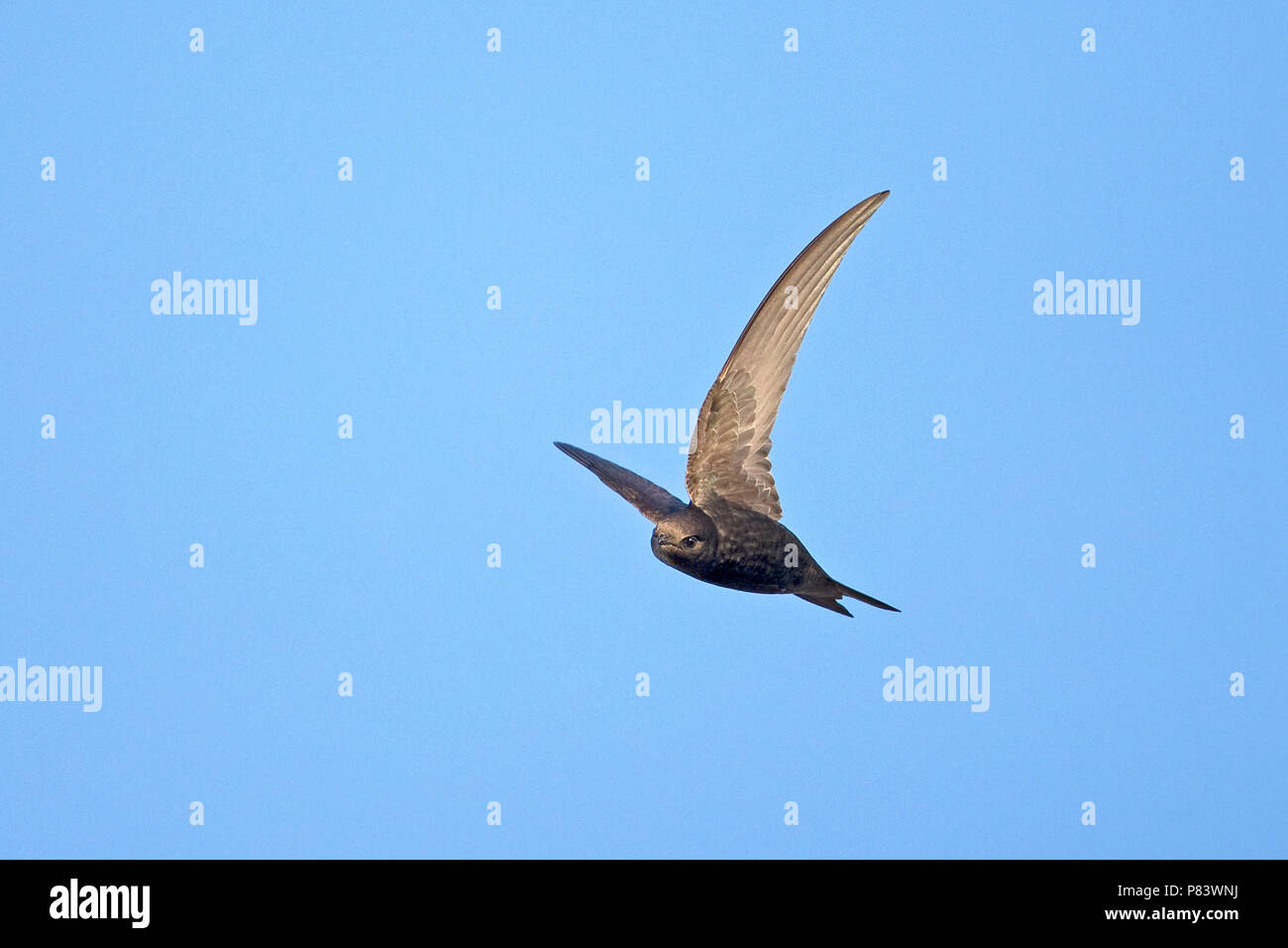 Swift birds hi-res stock photography and images - Alamy