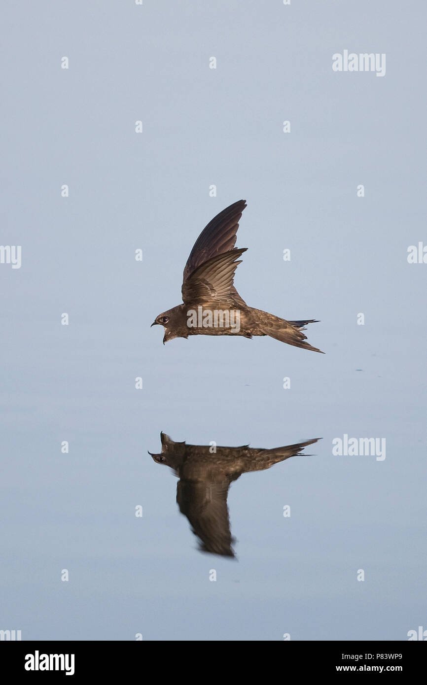 Common Swift (Apus apus Stock Photo - Alamy