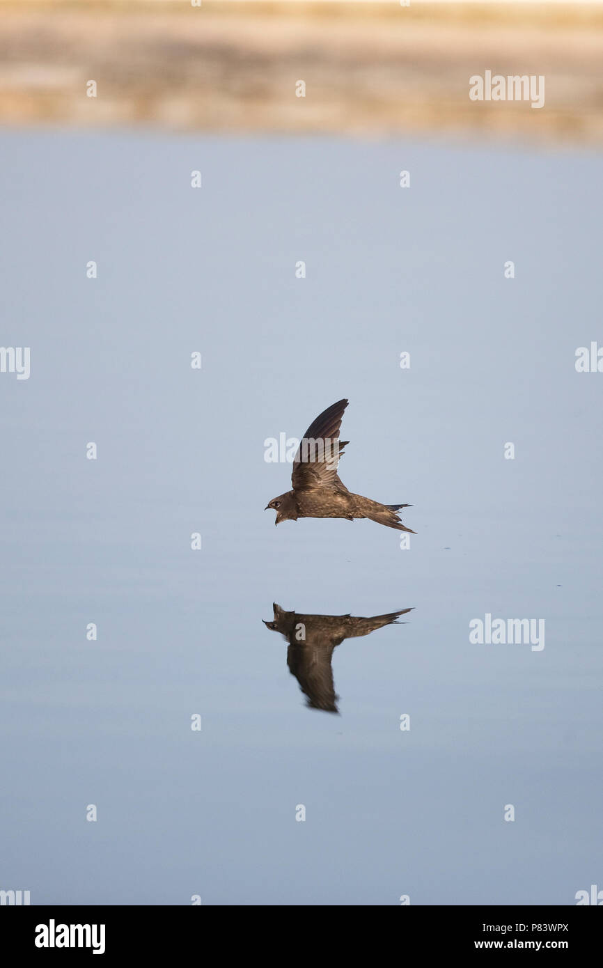 Common Swift (Apus apus Stock Photo - Alamy