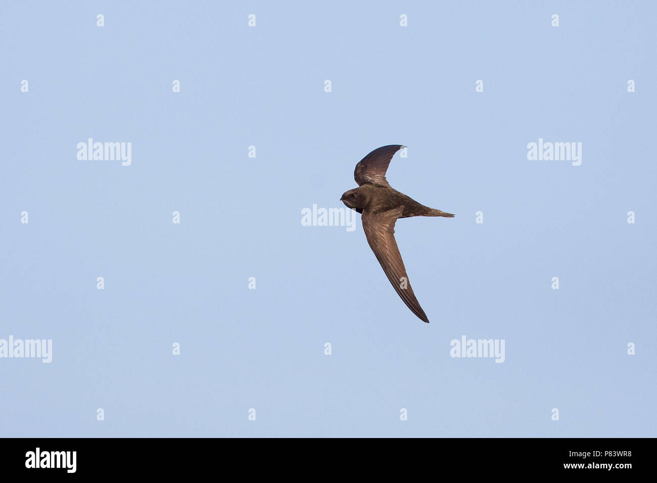Swift birds hi-res stock photography and images - Alamy