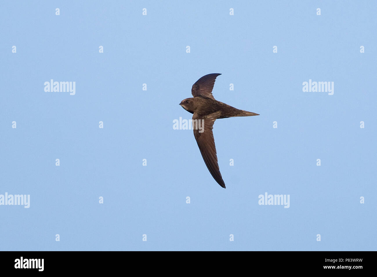 Common Swift (Apus apus Stock Photo - Alamy