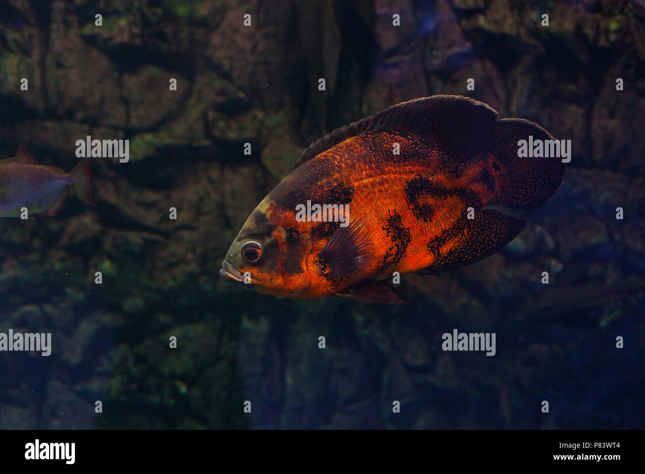 Astronotus ocellatus floating under the water. Oscar fish Stock Photo ...