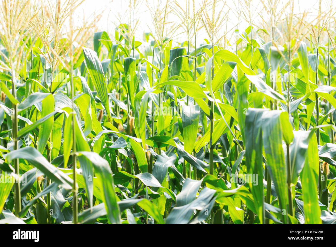 Corn field with sunlight at a daytime Stock Photo - Alamy