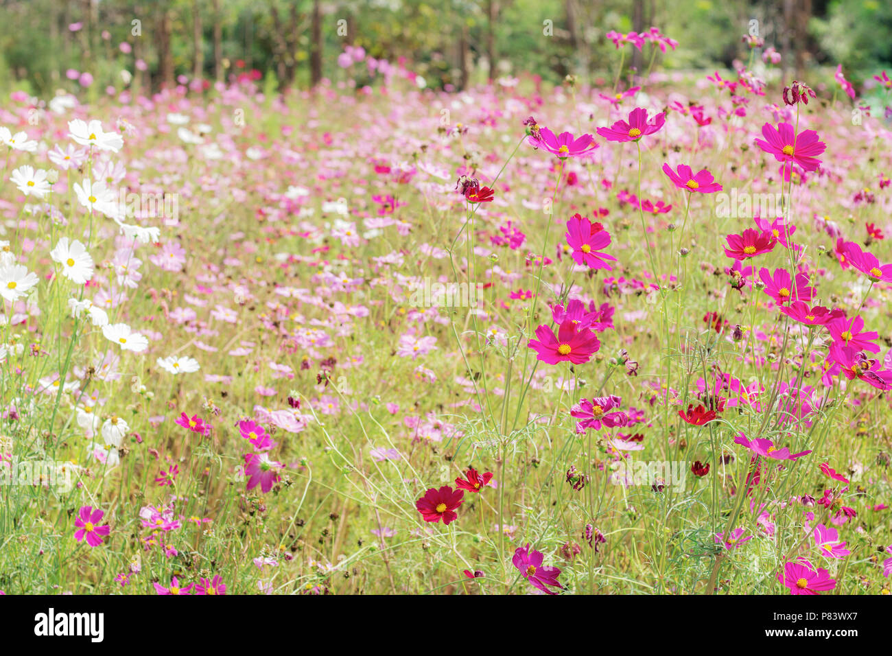 Cosmos flowers in the garden with sunlight of summer Stock Photo - Alamy