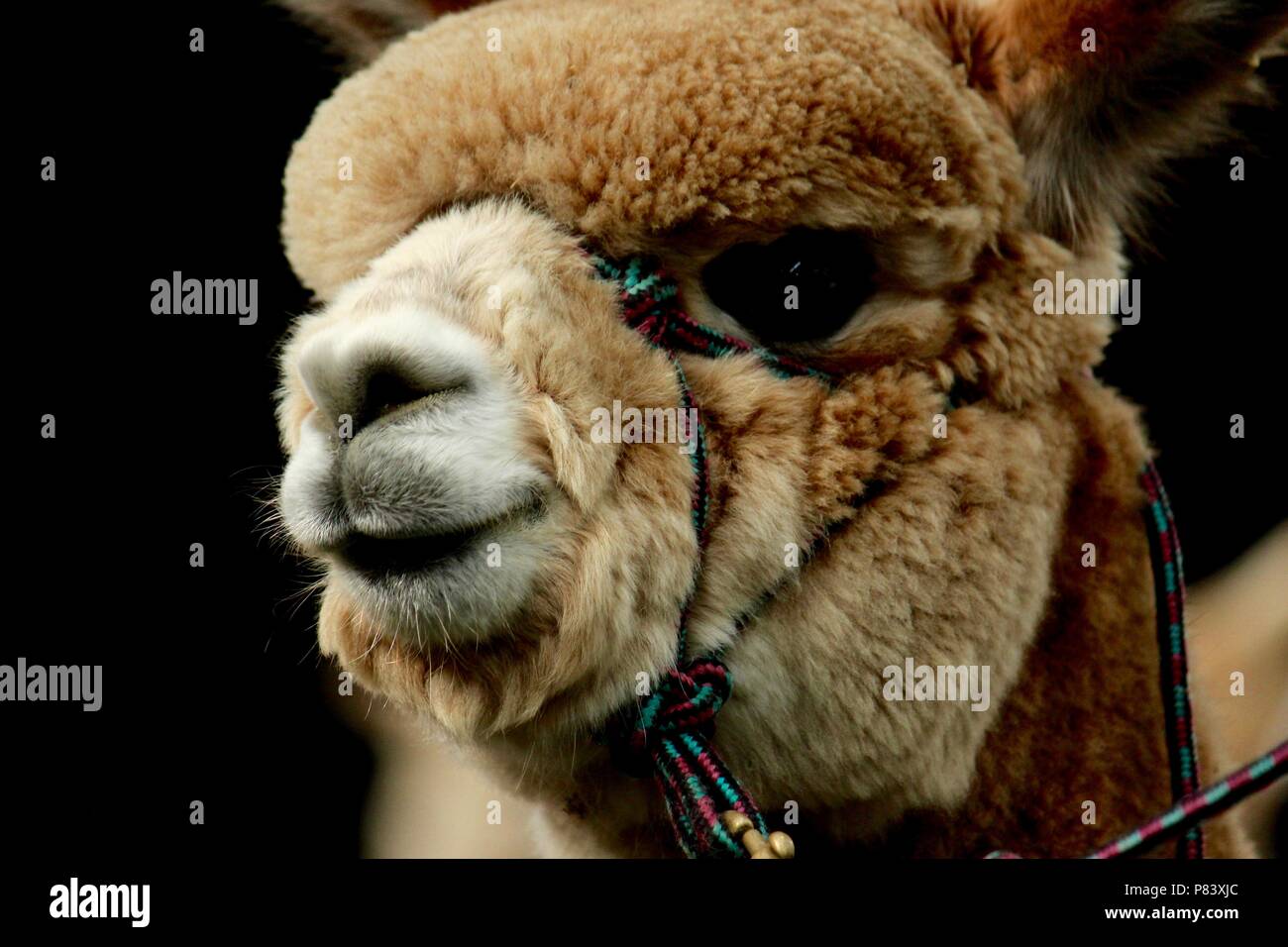 Brown alpaca face with halter on Stock Photo - Alamy
