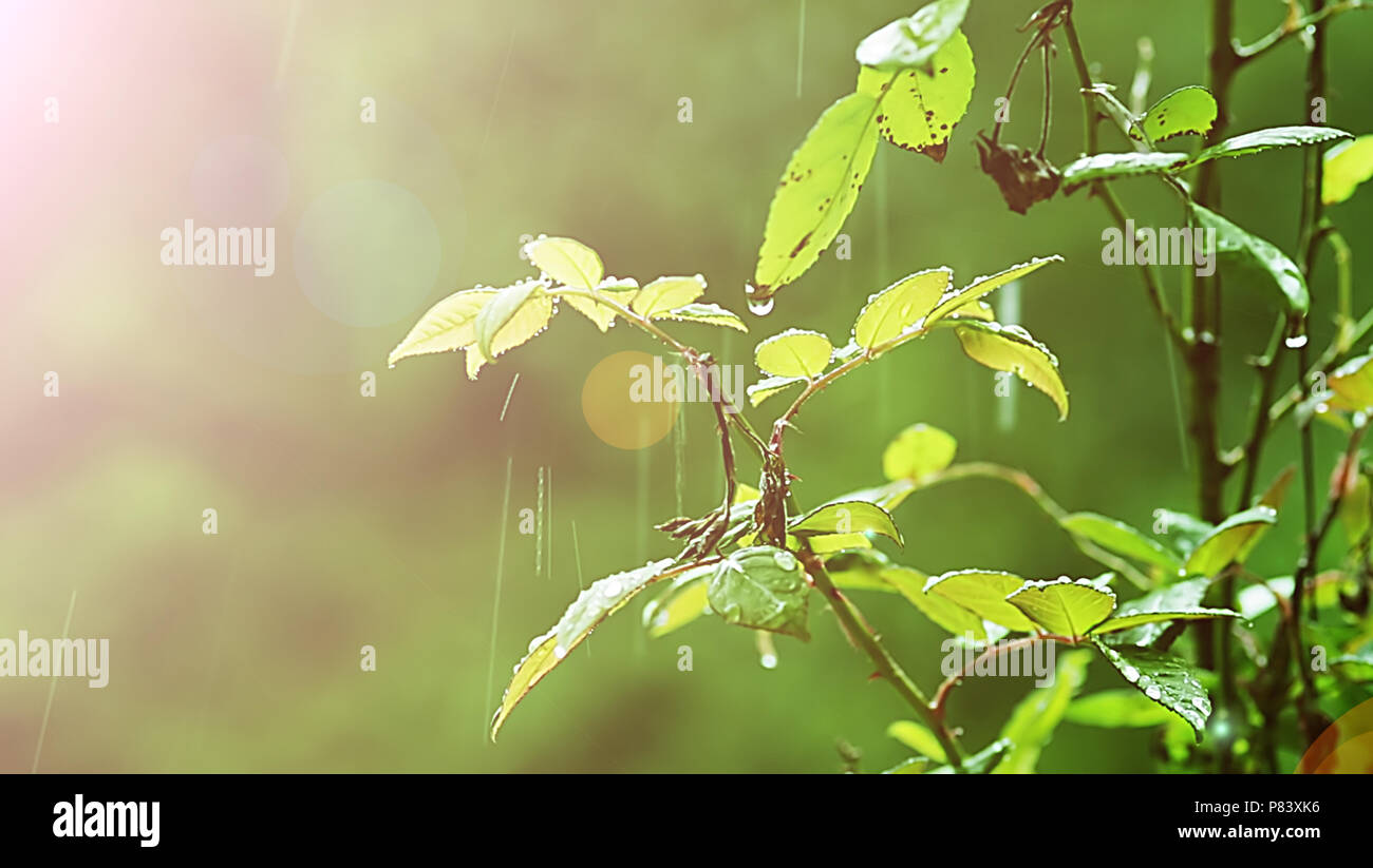 green tree branches under the falling rain with sunlight Stock Photo ...