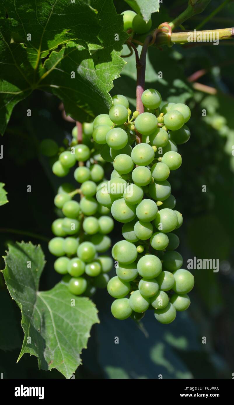 Vine berries hi-res stock photography and images - Alamy
