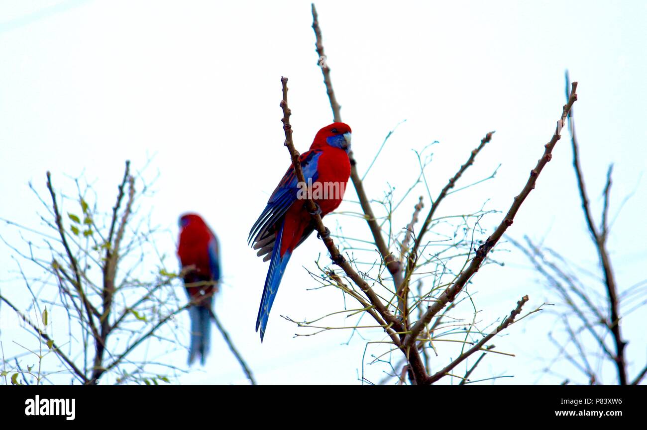 Rosella bird hi-res stock photography and images - Alamy