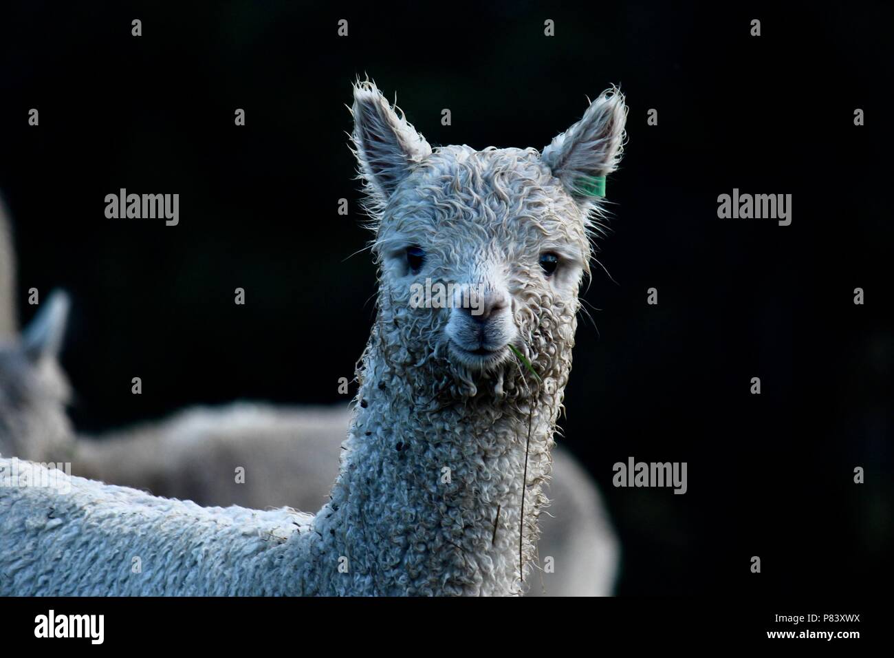 Alpaca with ear tag hi-res stock photography and images - Alamy