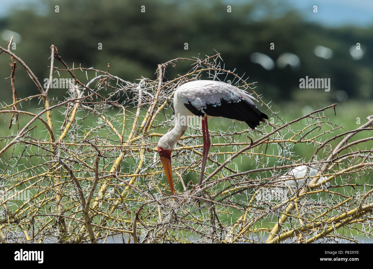 The Yellow-billed stork, sometimes also called the wood stork or wood ...