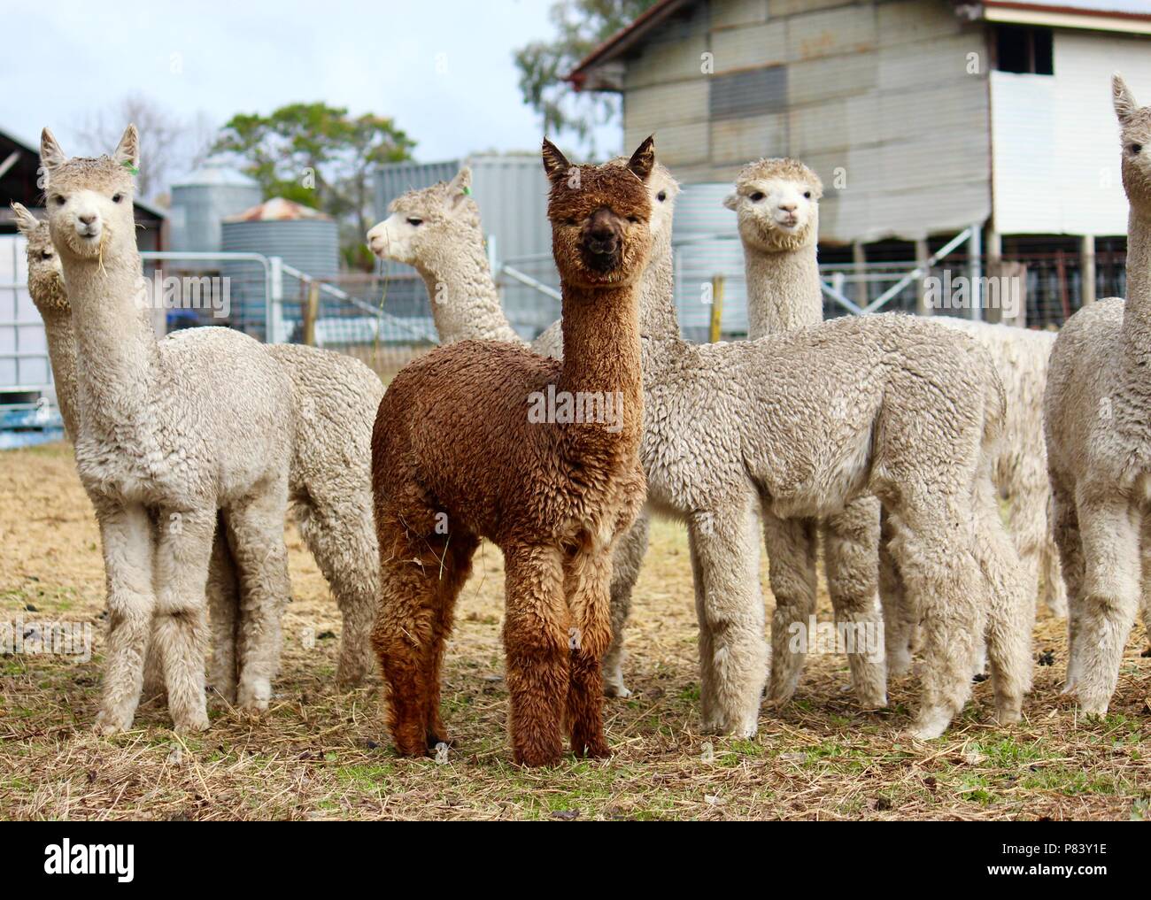 Alpaca with ear tag hi-res stock photography and images - Alamy