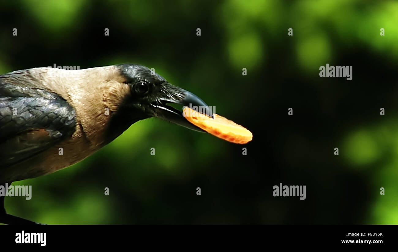 Indian house crows hi-res stock photography and images - Alamy