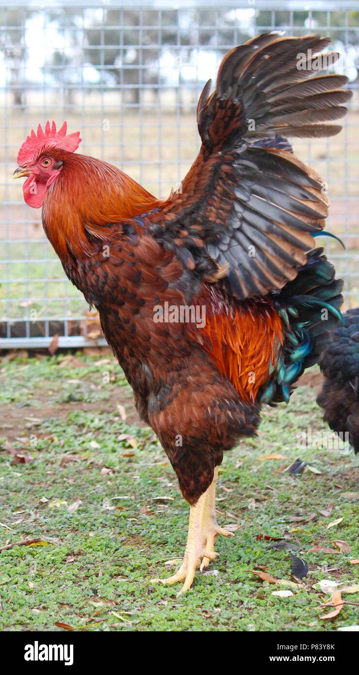 Flying chicken hen hi-res stock photography and images - Alamy