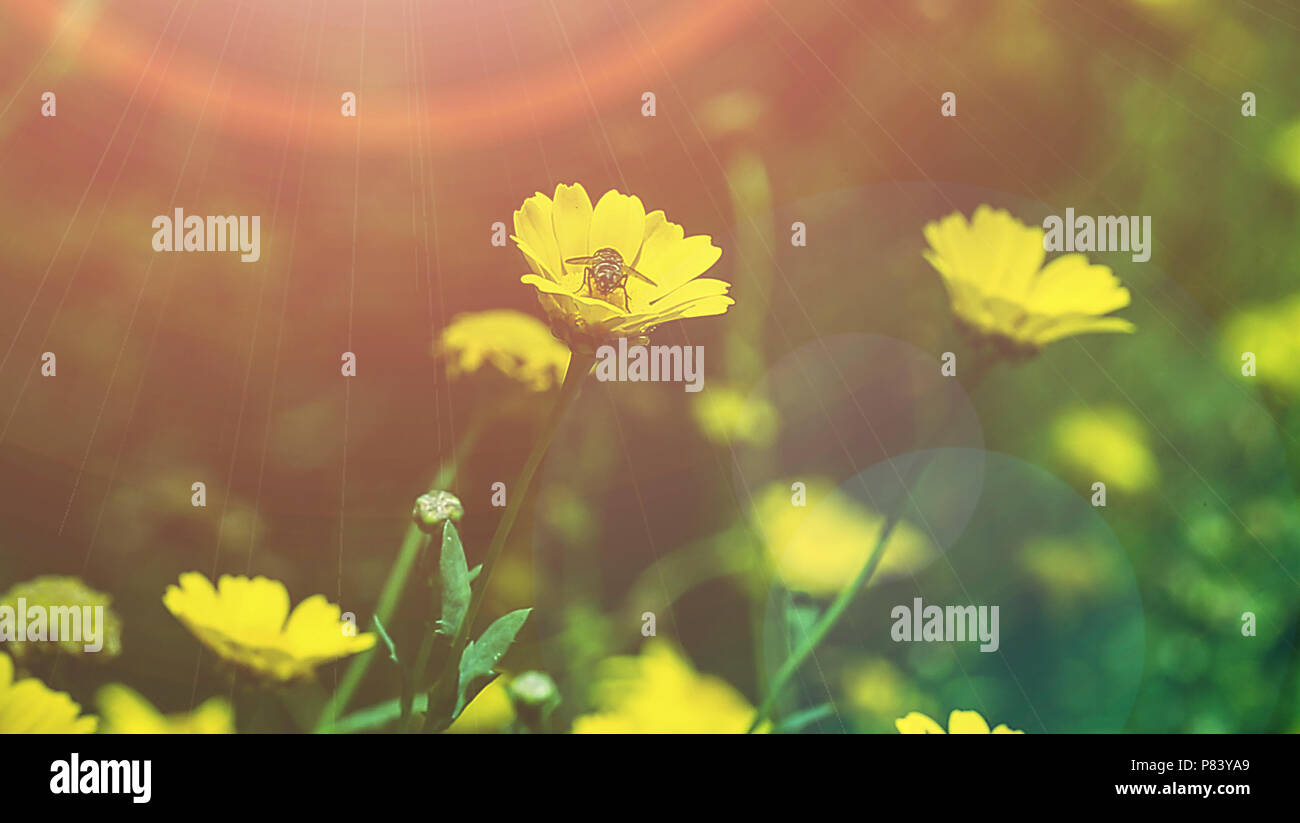 Honey bee working on daisy flower, Bee on the flower Stock Photo - Alamy
