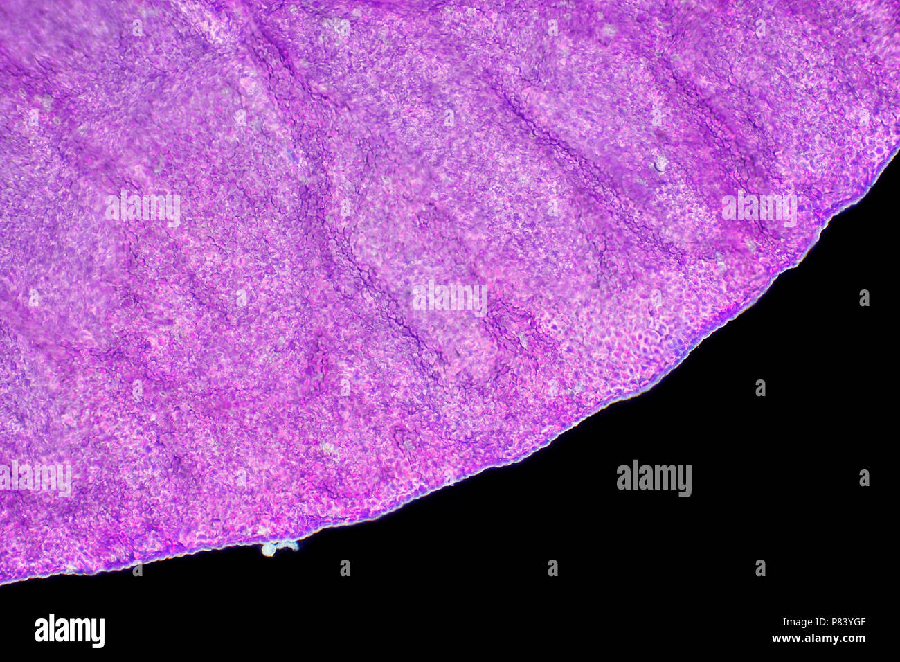 Microscopic view of flower petal edge. Darkfield illumination Stock ...