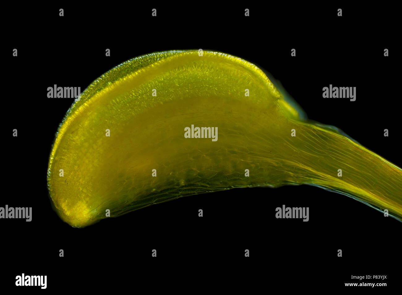 Microscopic view of Common buttercup (Ranunculus acris) flower stamen ...