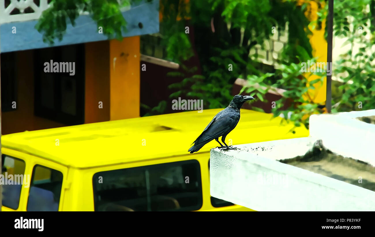 Indian house crows Stock Photo - Alamy
