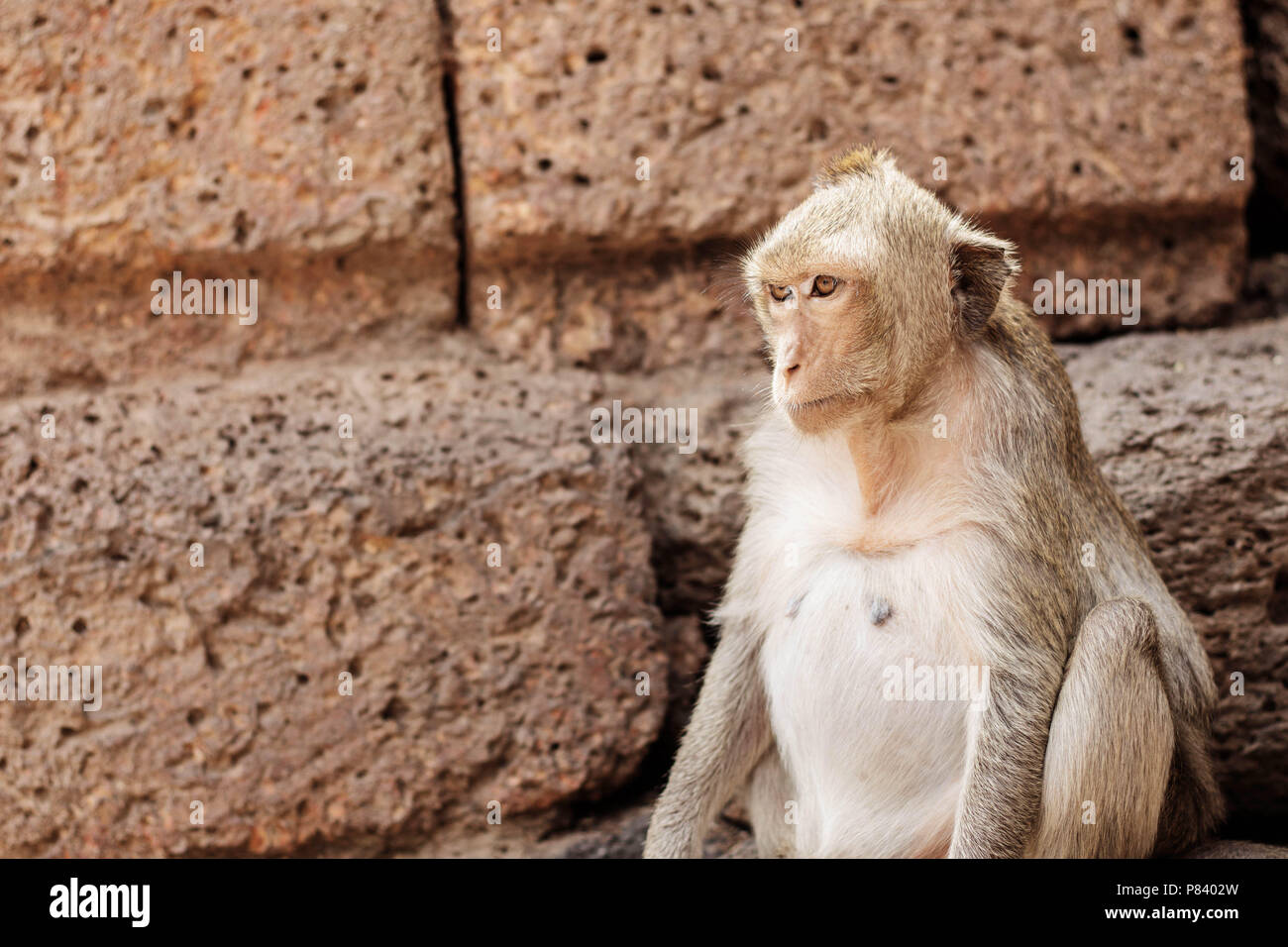 Monkey on brick with the background Stock Photo - Alamy
