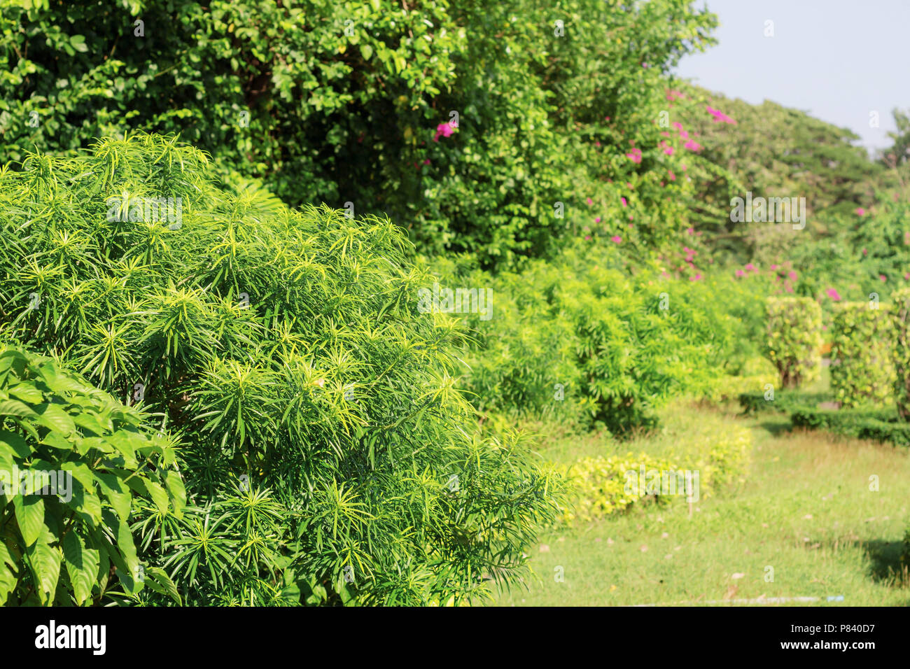Ornamental green with refreshing nature in the garden Stock Photo - Alamy