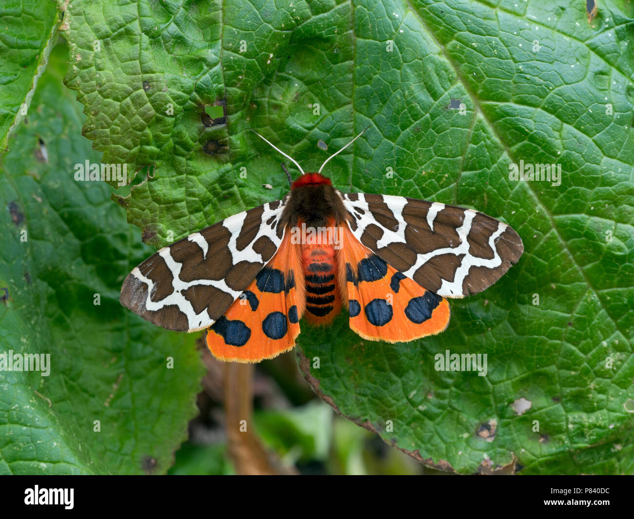 Spotted tiger moth hi-res stock photography and images - Alamy