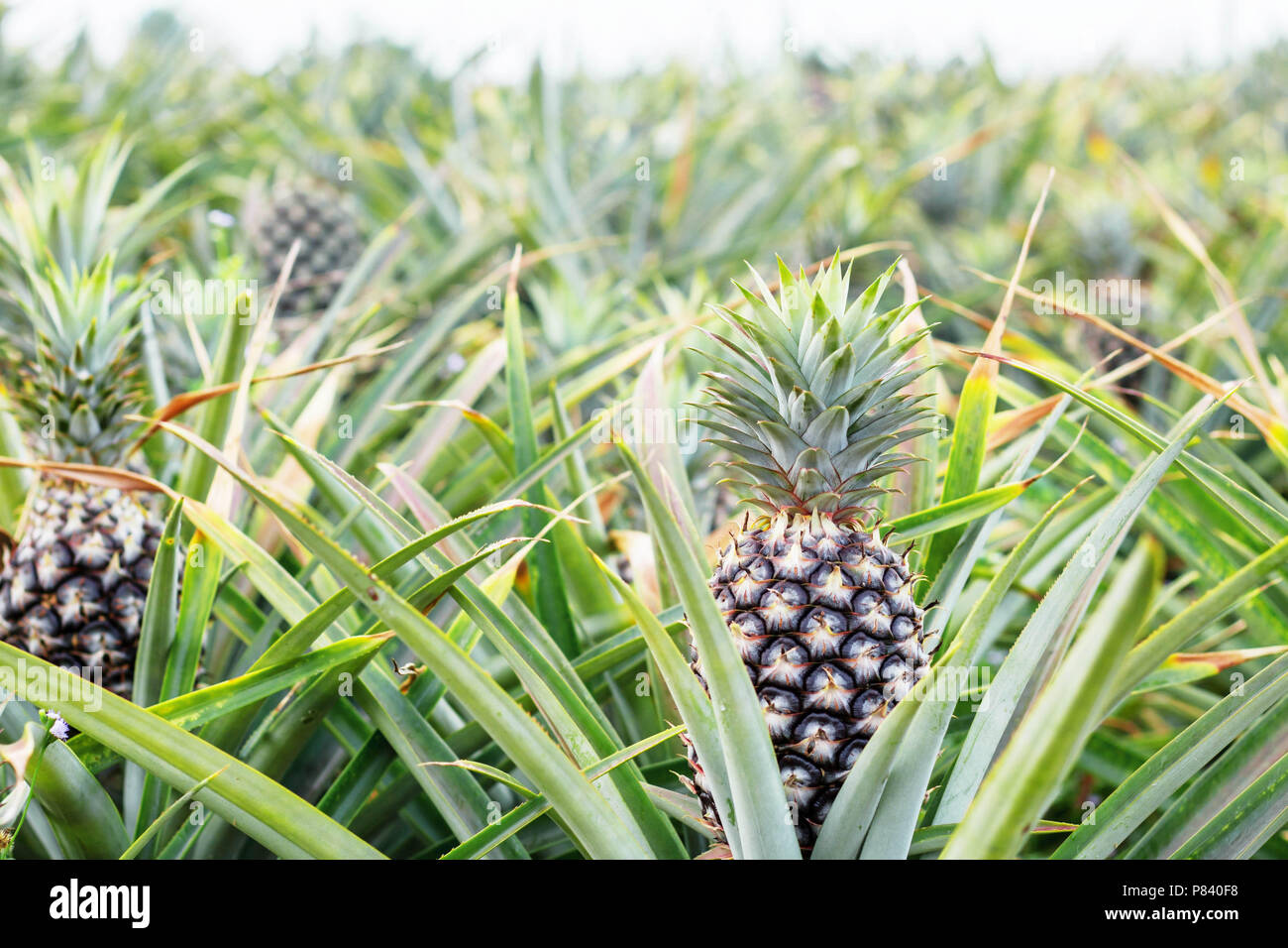 Pineapple Tree Farm