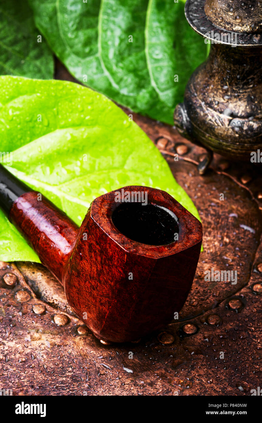 Stylish smoking pipe and not a mature tobacco leaf Stock Photo - Alamy