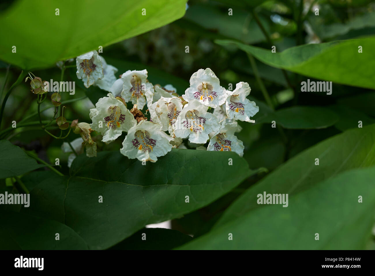 Catalpa bloom in summer hi-res stock photography and images - Alamy