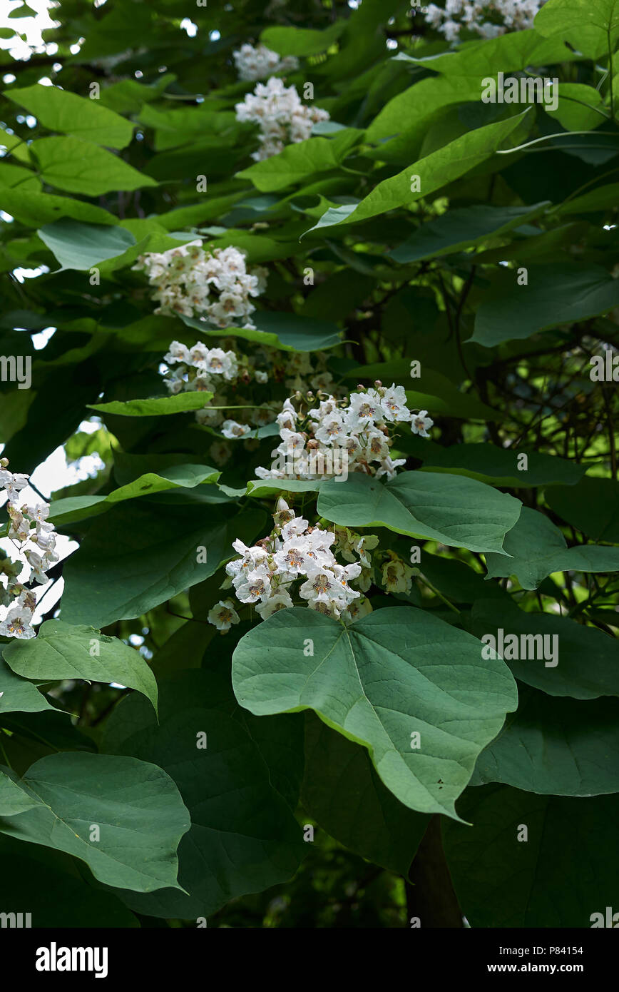 Southern catalpa tree hi-res stock photography and images - Alamy