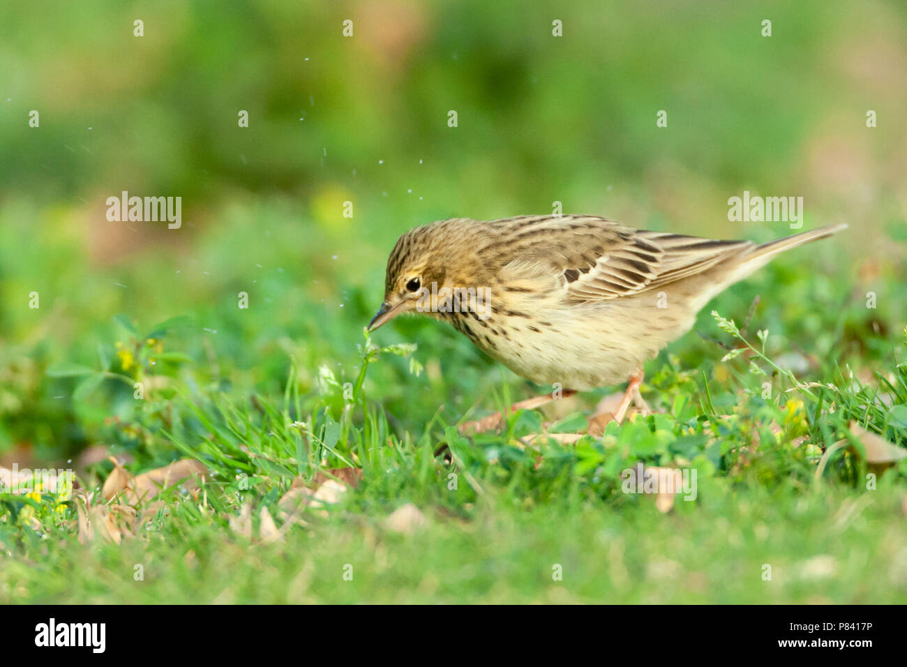 Anthus trivialis spring migration hi-res stock photography and images ...
