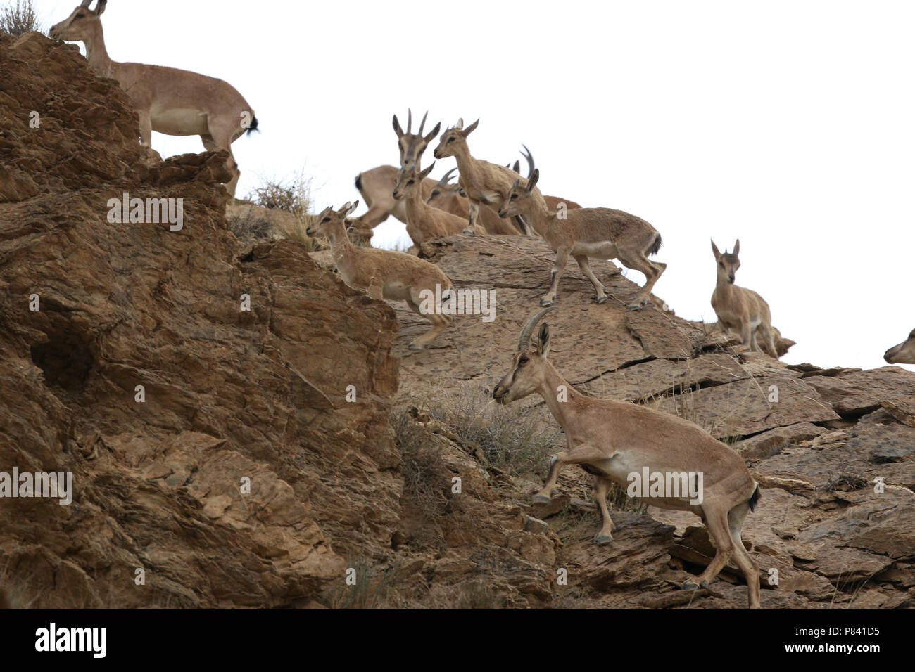 Wild Goat, Capra aegagrus Stock Photo - Alamy
