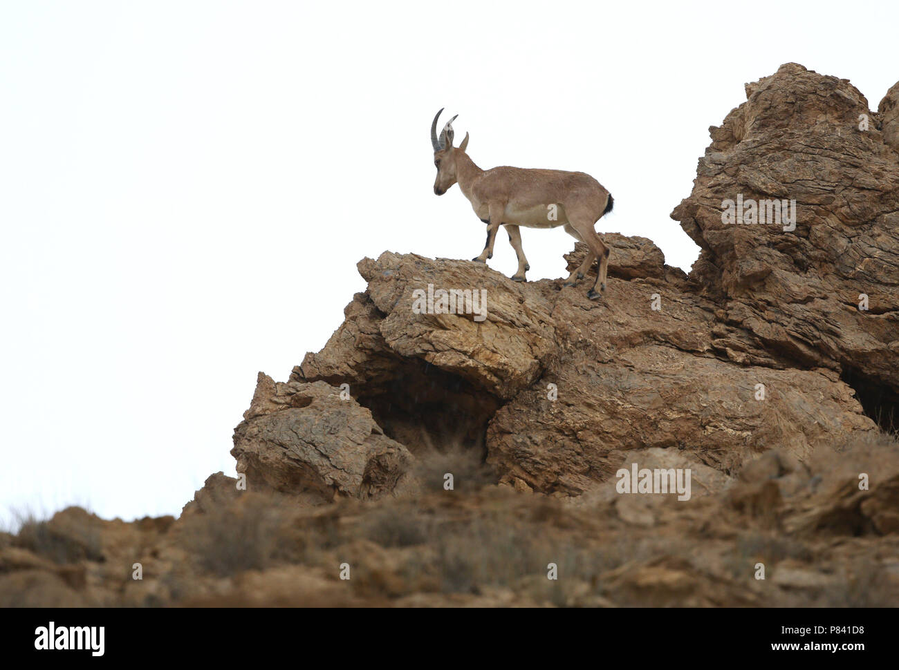Wild Goat in Iran Stock Photo - Alamy