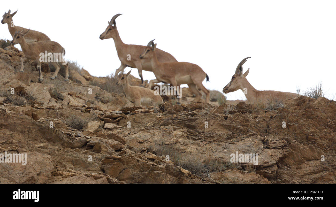 Wild goat capra aegagrus hi-res stock photography and images - Alamy