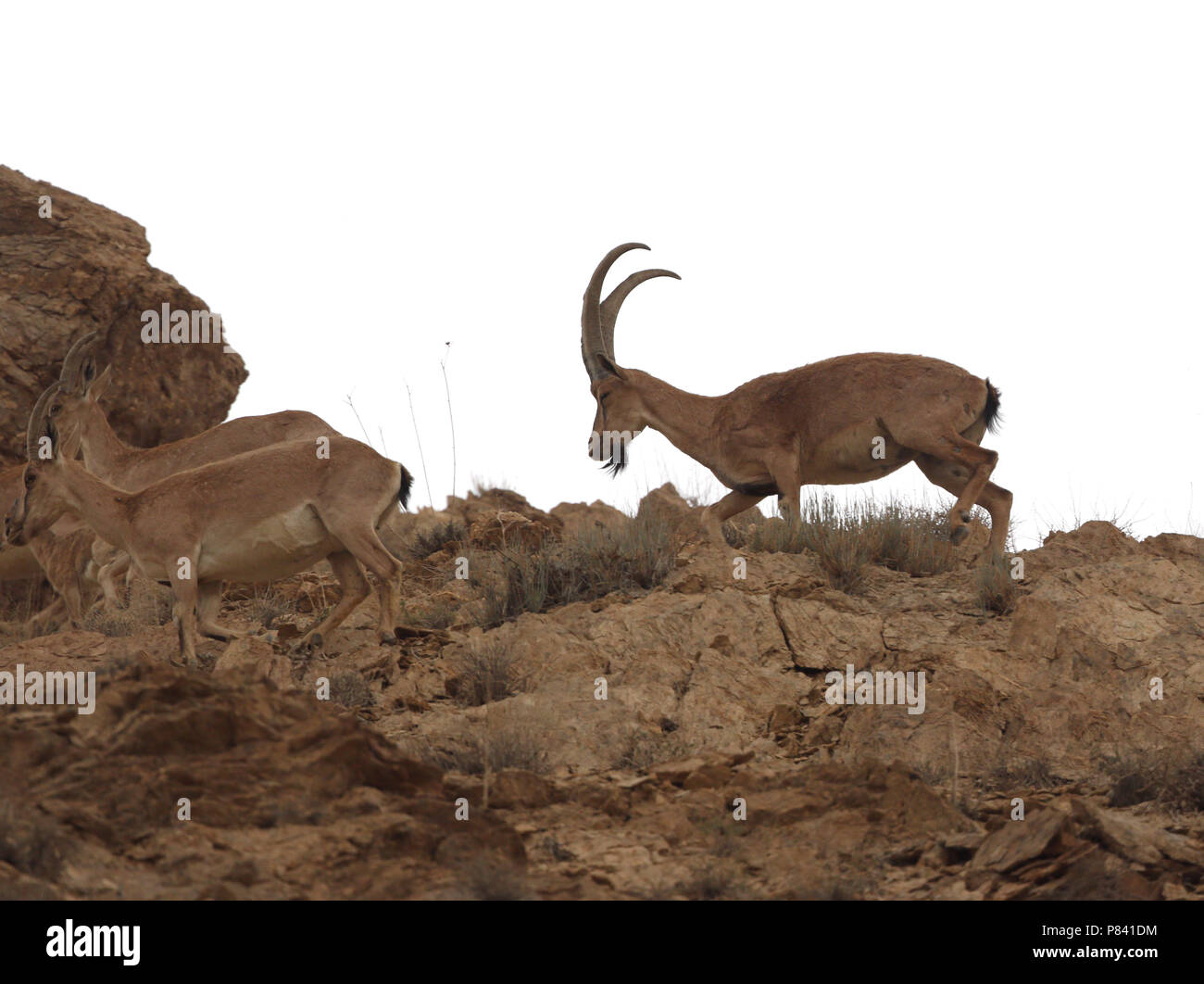 Wild Goat, Capra aegagrus Stock Photo - Alamy