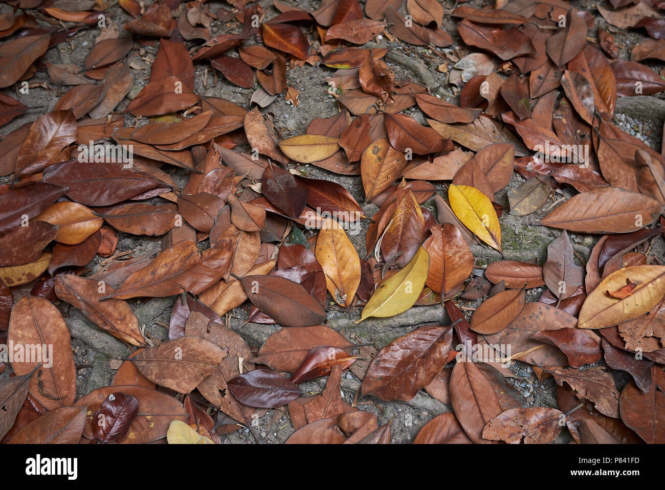 fallen leaves of Magnolia grandiflora tree Stock Photo - Alamy